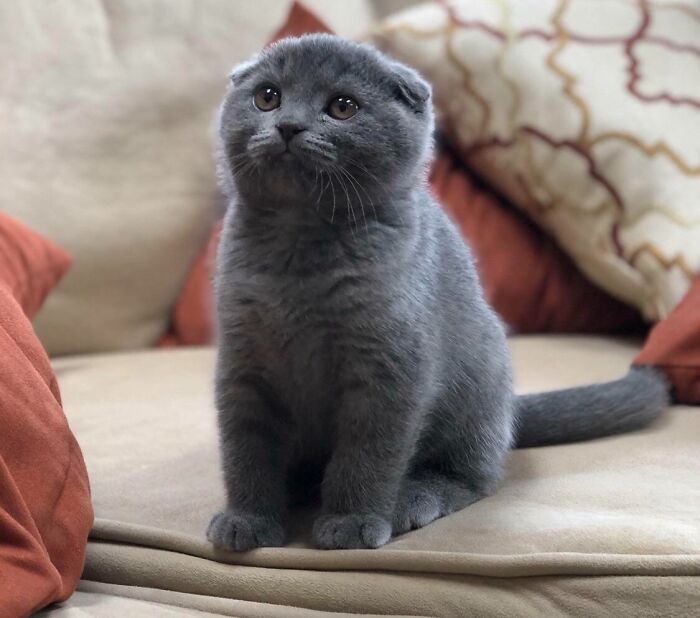 Cute Scottish Folds Cats Lipstick Alley Cute Scottish Folds Cats Lipstick Alley