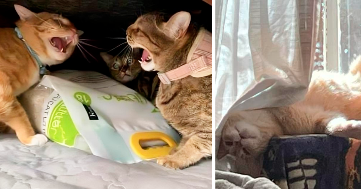 30 Times People Caught “Accidental Renaissance Cats” And Just Had To ...