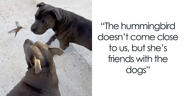 Friendship Between Two Pit Bulls And Wild Hummingbird Is Melting Hearts ...
