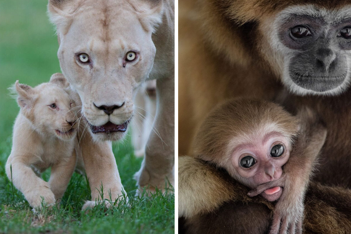 A Tribute To Animal Mothers: My 17 Photos | Bored Panda