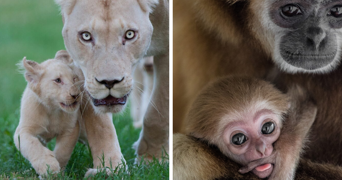 A Tribute To Animal Mothers: My 17 Photos | Bored Panda