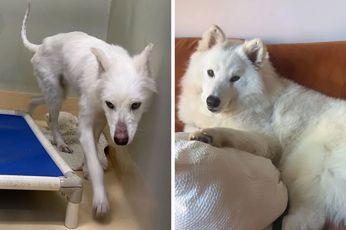 50 Times Dogs Got A Second Chance And Transformed Into Beautiful ...