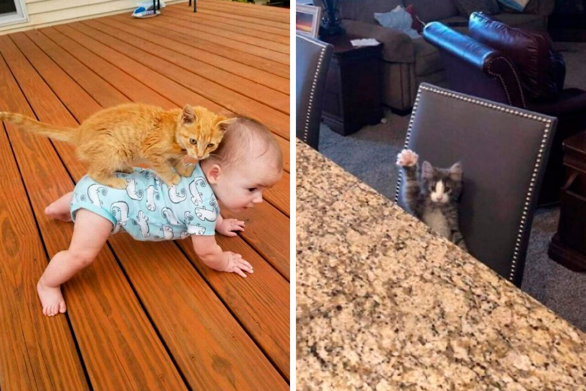 50 Hilarious Cat Pics To Make Any Pet Lover Laugh (Best Of All Time ...