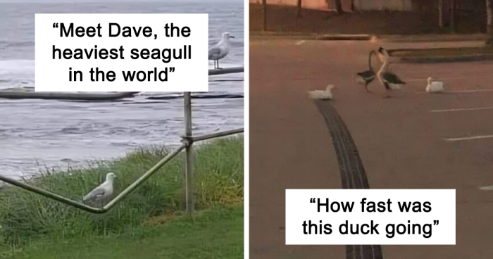 40 Slightly Unhinged Birds That Ended Up On The “Birds With Threatening ...