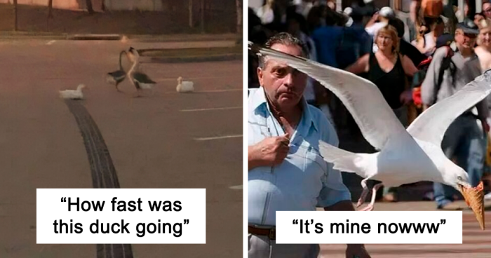 40 Slightly Unhinged Birds That Ended Up On The “Birds With Threatening ...