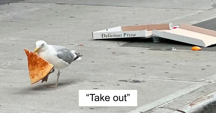 40 Slightly Unhinged Birds That Ended Up On The “Birds With Threatening ...