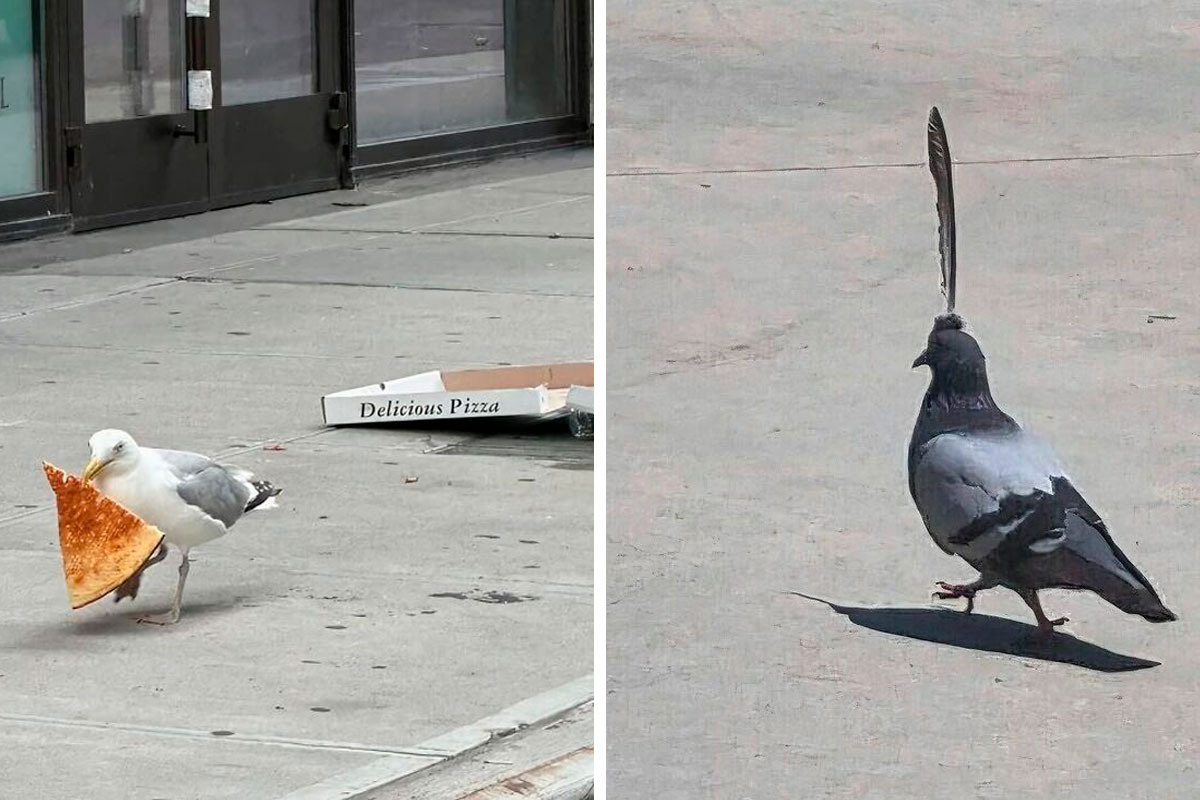 40 Slightly Unhinged Birds That Ended Up On The “Birds With Threatening ...