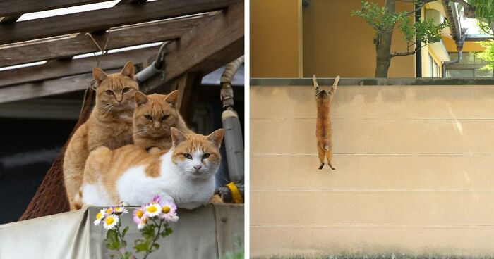 30 Entertaining Cat Pictures Captured By Masayuki Oki (New Pics)