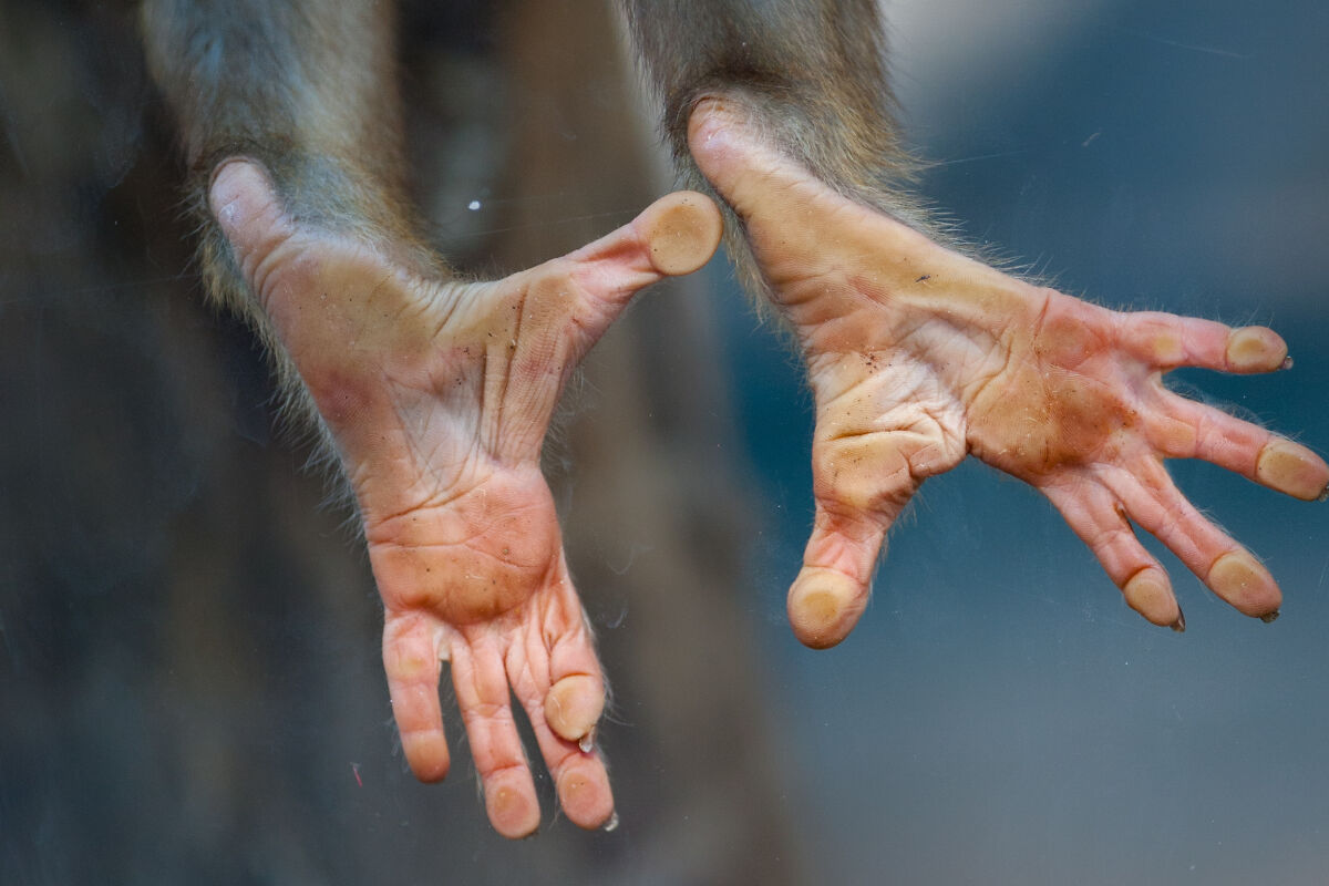 I Took 11 Photos Of Animal Hands | Bored Panda