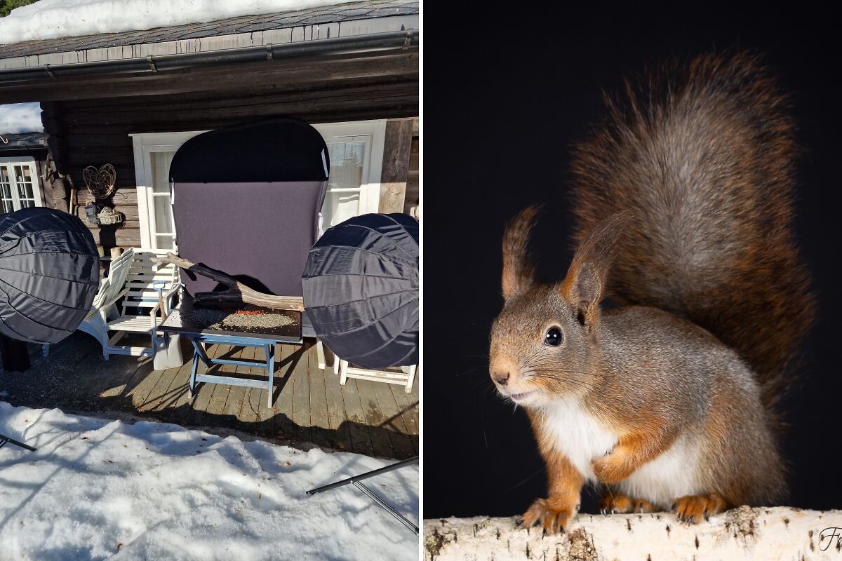 I Wanted To Photograph Squirrels In Studio | Bored Panda