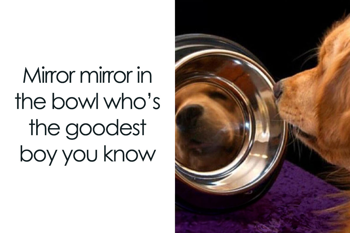 50 Dog Memes To Make Your Day Much Brighter | Bored Panda