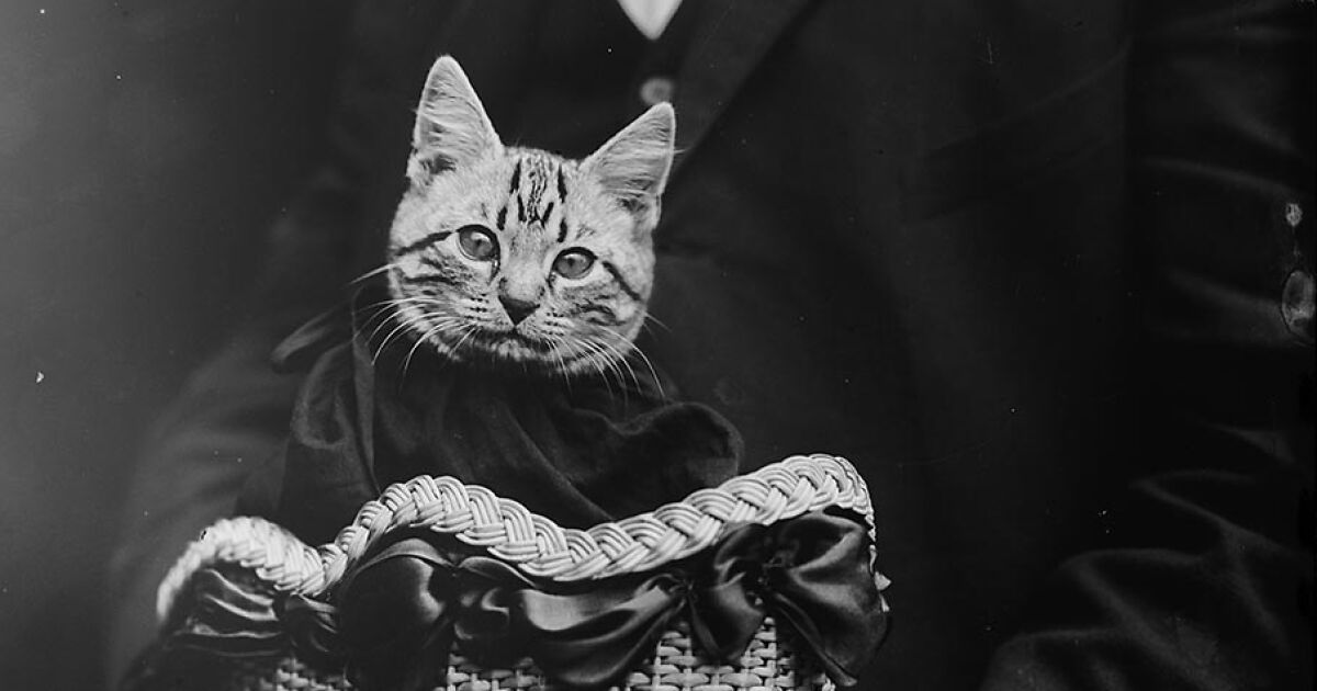 Bodega Cats Of New York Announces Historical Walking Tour For Cat ...