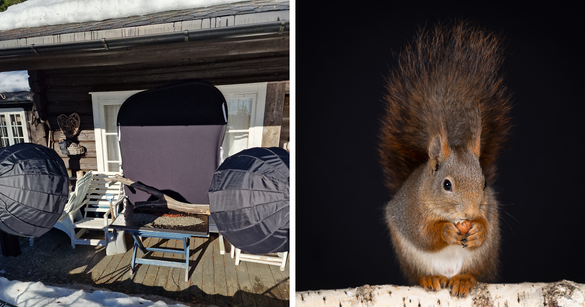 I Wanted To Photograph Squirrels In Studio | Bored Panda