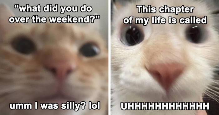 30 Cat Memes That Might Make You Say “That’s Literally Me”