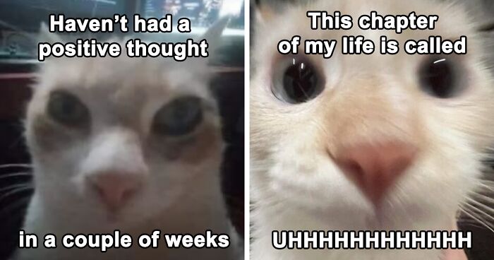 30 Cat Memes That Might Make You Say “That’s Literally Me”