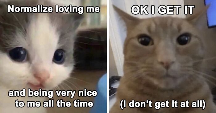 30 Cat Memes That Might Make You Say “That’s Literally Me”