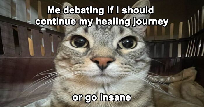 30 Cat Memes That Might Make You Say “That’s Literally Me”