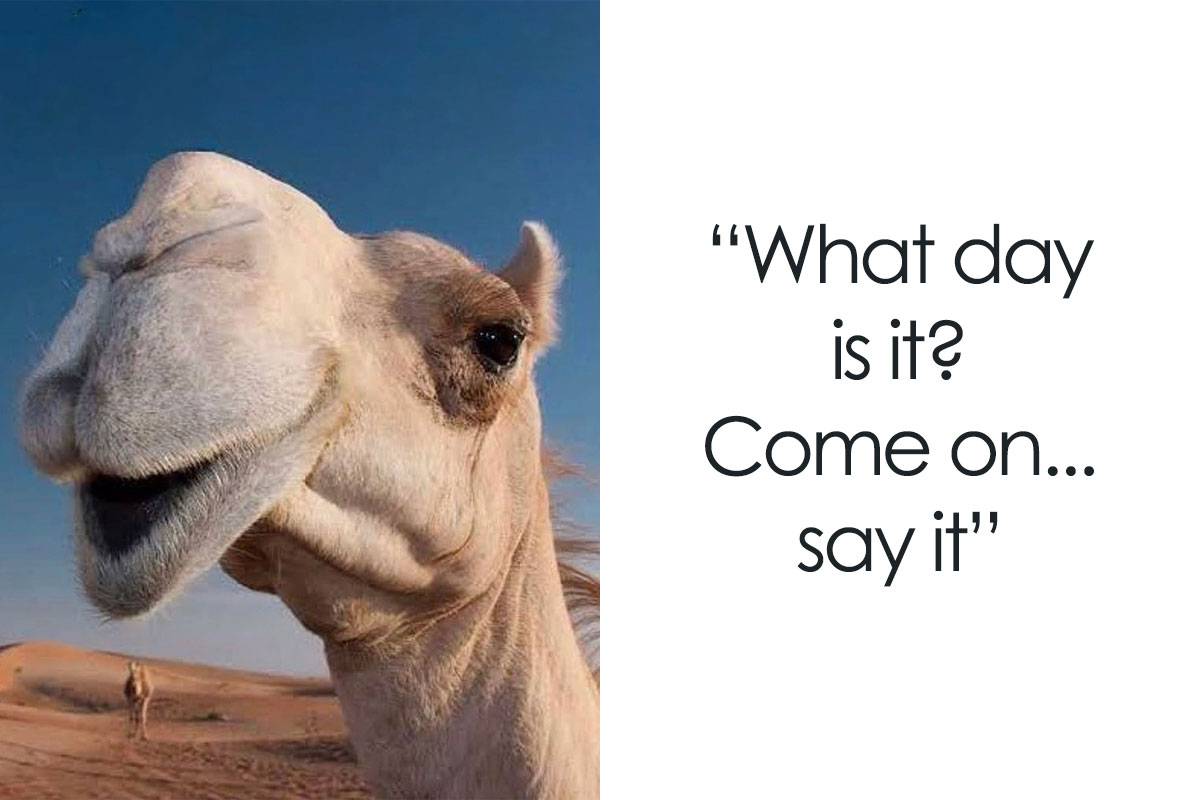 30 Hump Day Memes That Perfectly Describe Your Wednesday | Bored Panda