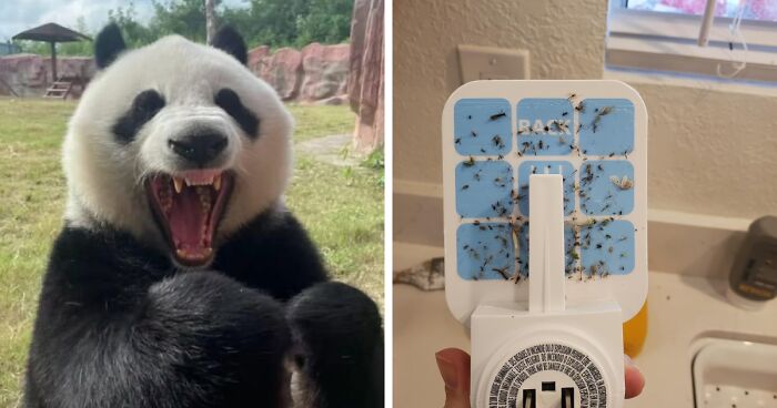 29 Products That Pandas Couldn’t Keep Their Paws Off Last Month | Bored ...