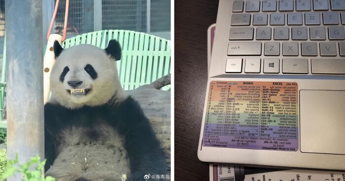 29 Products That Pandas Couldn’t Keep Their Paws Off Last Month | Bored ...