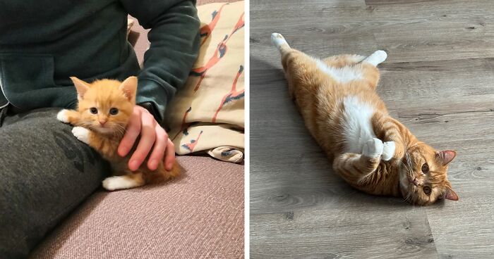 “Cat Grows”: This Community Shares Wholesome Photos Of Their Kittens ...