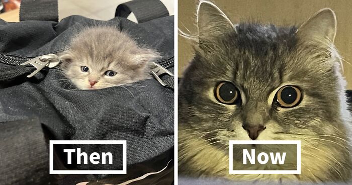“Cat Grows”: This Community Shares Wholesome Photos Of Their Kittens ...