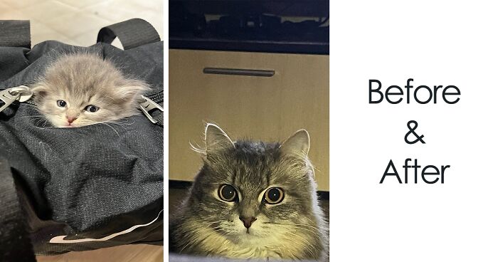 “Cat Grows”: This Community Shares Wholesome Photos Of Their Kittens ...