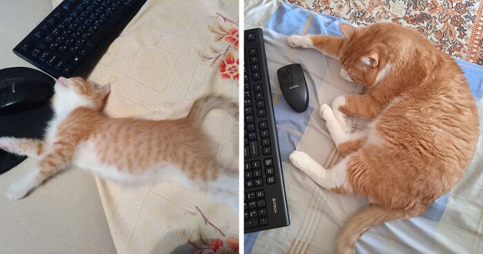 “Cat Grows”: This Community Shares Wholesome Photos Of Their Kittens ...