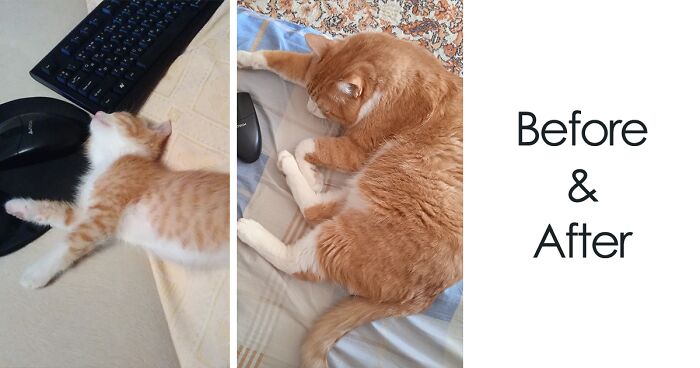 “Cat Grows”: This Community Shares Wholesome Photos Of Their Kittens ...