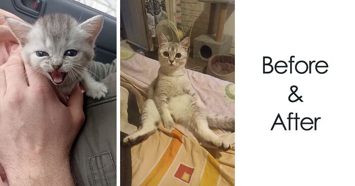 “Cat Grows”: This Community Shares Wholesome Photos Of Their Kittens ...