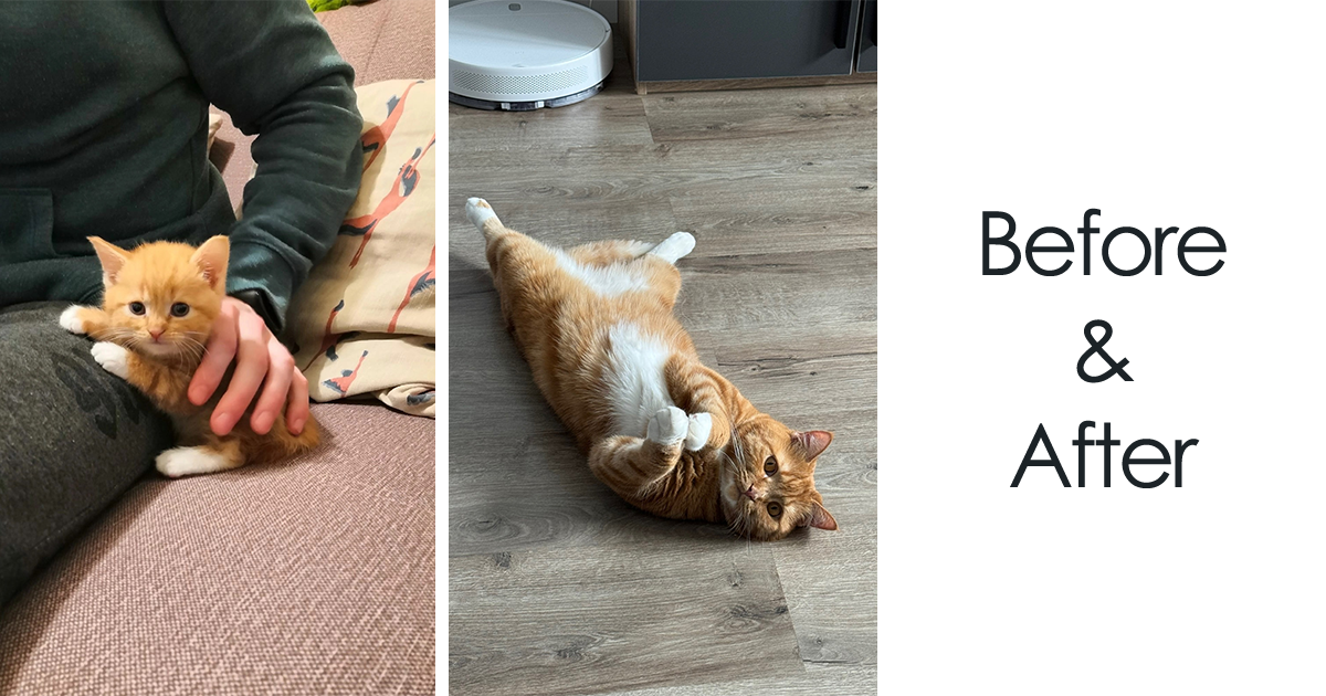 “Cat Grows”: This Community Shares Wholesome Photos Of Their Kittens ...