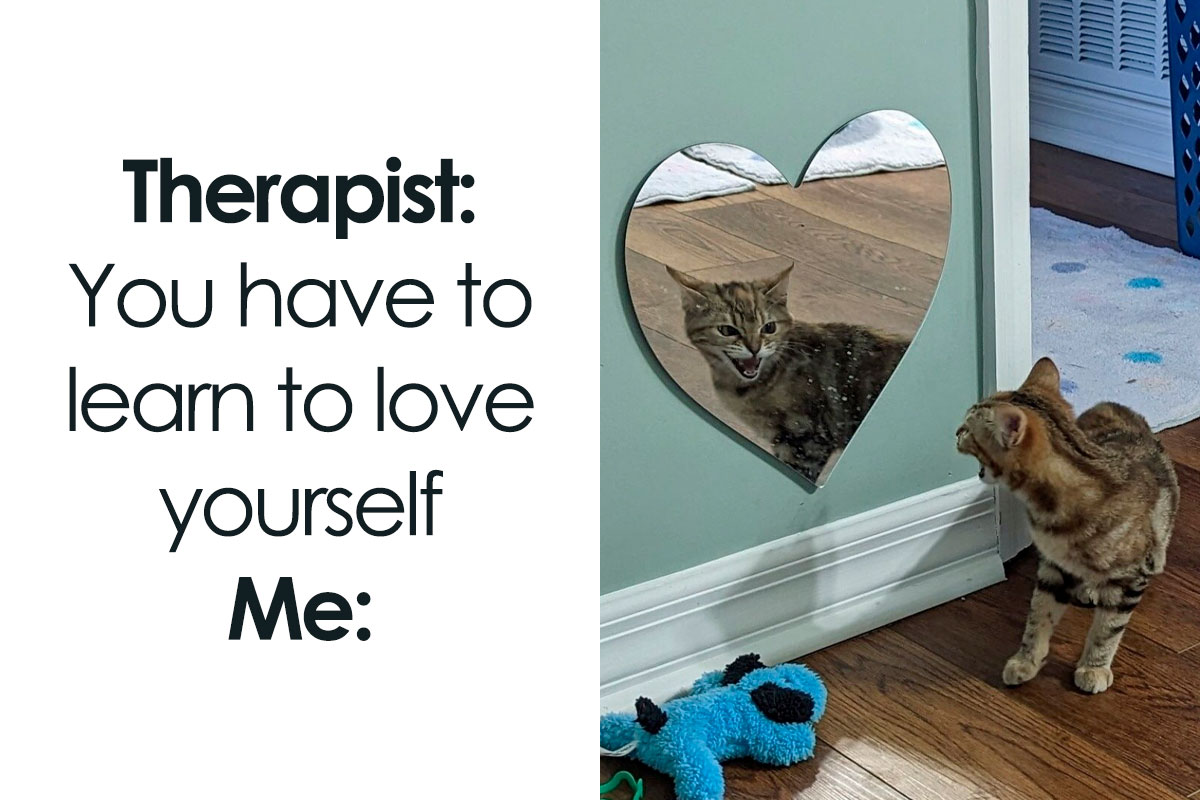 50 Hilarious And Adorable Cat Memes That Prove Why The Internet Loves ...