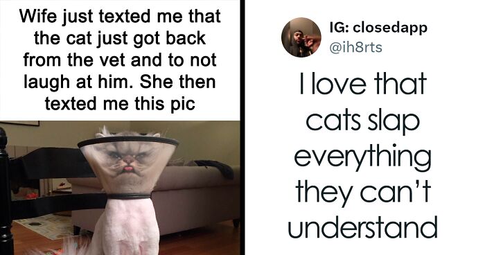 50 Hilarious And Adorable Cat Memes That Prove Why The Internet Loves ...