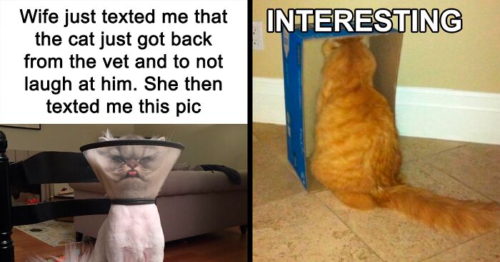50 Hilarious And Adorable Cat Memes That Prove Why The Internet Loves ...