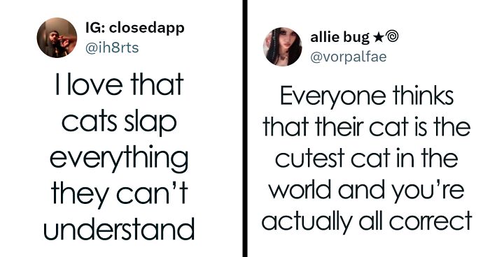 50 Hilarious And Adorable Cat Memes That Prove Why The Internet Loves ...