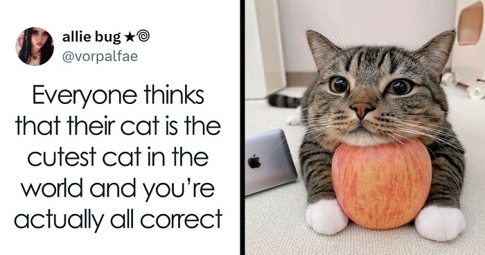 50 Hilarious And Adorable Cat Memes That Prove Why The Internet Loves ...
