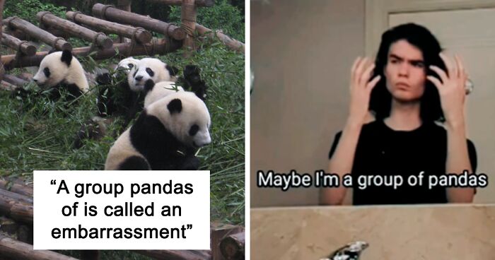 35 Funny Memes Made By An Introvert For Introverts | Bored Panda
