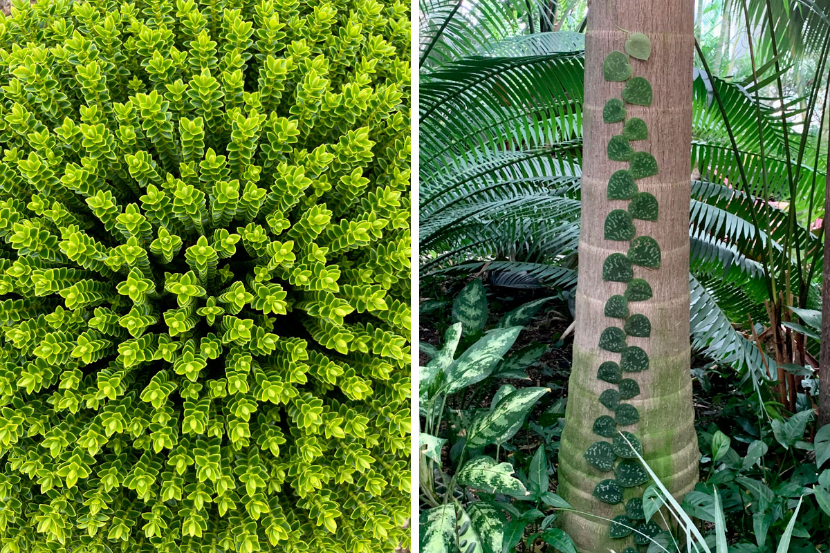 50 Fascinating Plants That Are Hard To Believe Are Real (New Pics ...