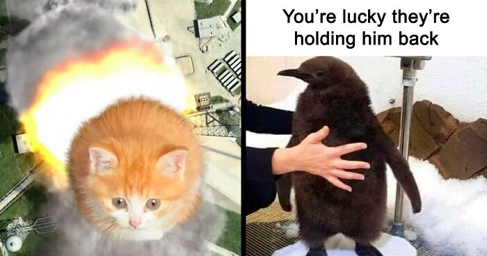 This IG Page Is Notorious For Sharing Hilarious Animal Posts, Here Are ...