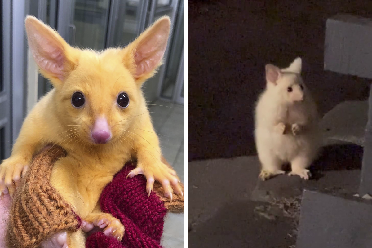 Guy Goes Viral After Sharing His Encounter With An Unusual Golden ...