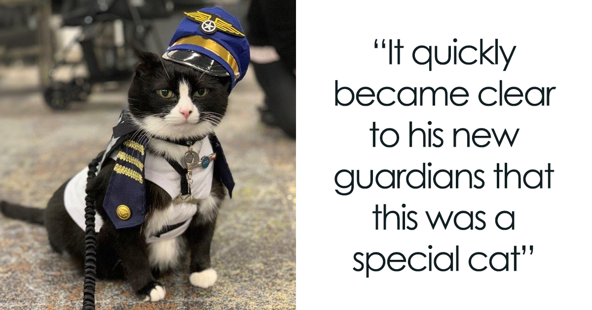 Meet Duke Ellington – A Therapy Cat Who Helps With Anxiety In San ...