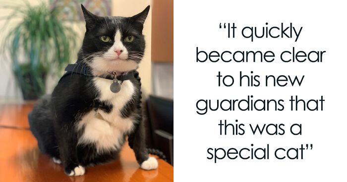 Meet Duke Ellington – A Therapy Cat Who Helps With Anxiety In San ...