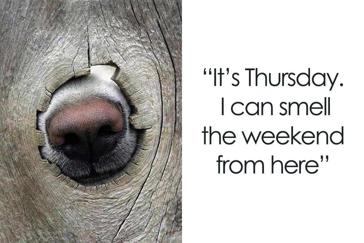 42 Thursday Memes To Get You Excited For The Weekend (New Memes ...