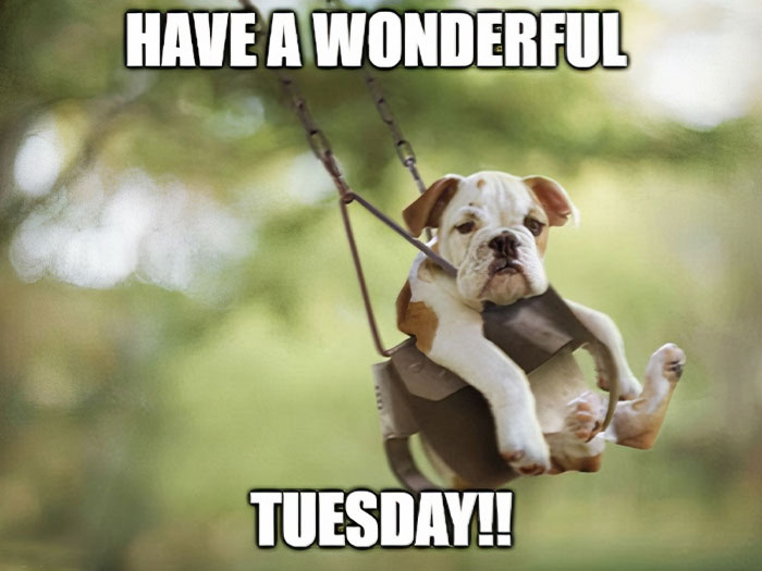 40 Happy Tuesday Memes To Get You Through The Week Bored Panda 40 Happy Tuesday Memes To Get You Through The Week Bored Panda
