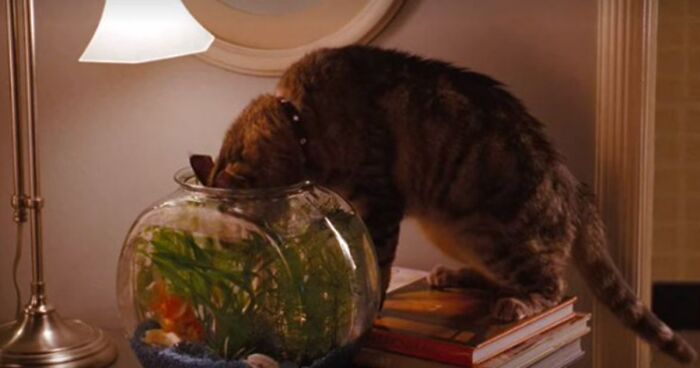 30 Times Cats Were Spotted In A Movie, Uncovered By This Account (New Pics)