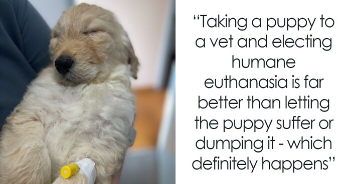 Vet Applauded For Response After Owner Brings In Seven-Week-Old Puppy ...