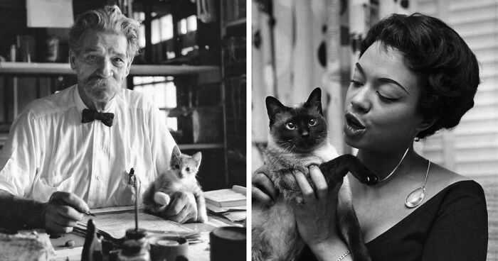 73 Vintage Photos Of Cats That Show Nothing Has Changed In Decades ...