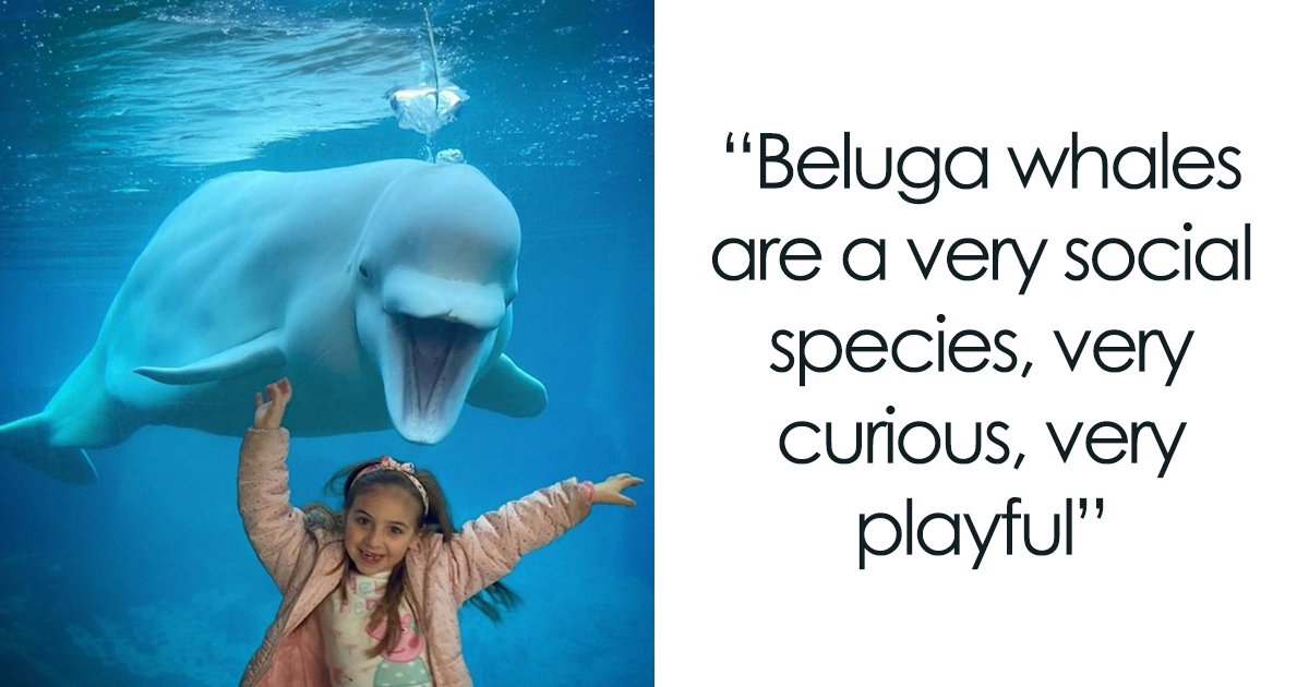 Adorable Video Of Beluga Whale’s Interaction With Boy Goes Viral ...