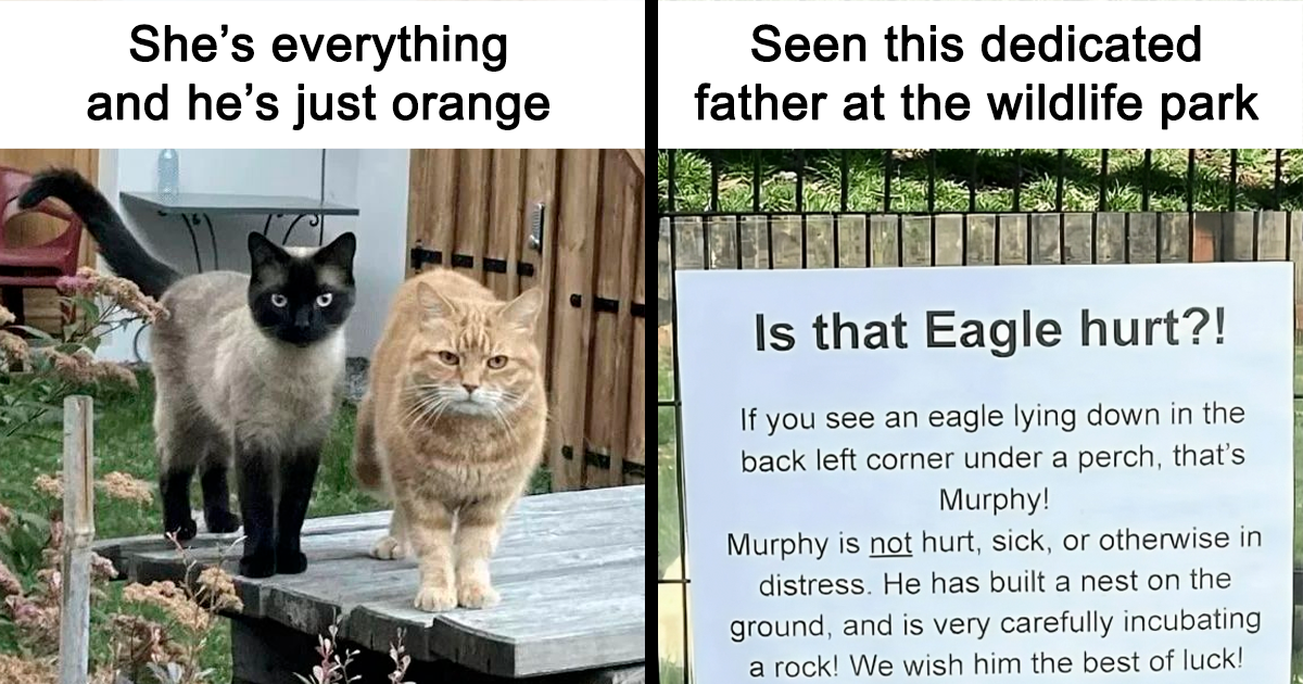 50 Adorable Animal Memes That May Give You That Serotonin Boost For ...