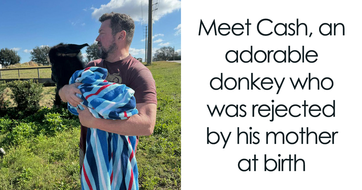 This Couple Rescued A Donkey From His Violent Mom And Now He Lives As A ...